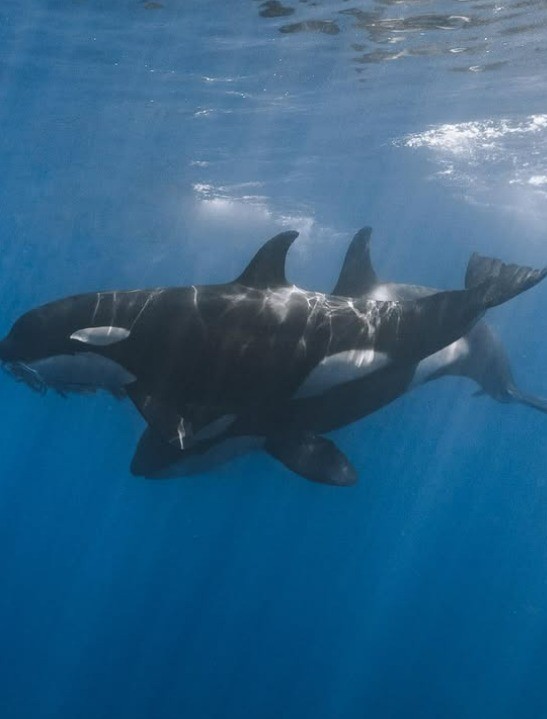 Por que a perda de novo filhote por orca que ficou famosa por carregar ...