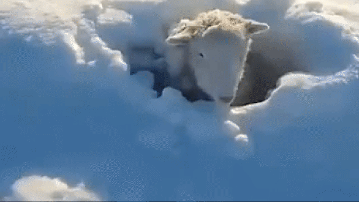 Nevasca intensa ameaça a vida de 700 mil ovelhas presas em campos ...