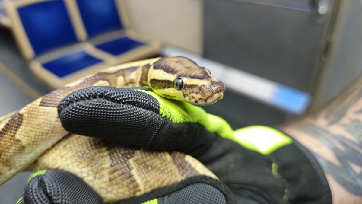 Cobra de estimação foge de tutor e provoca tumulto em trem nos Estados ...