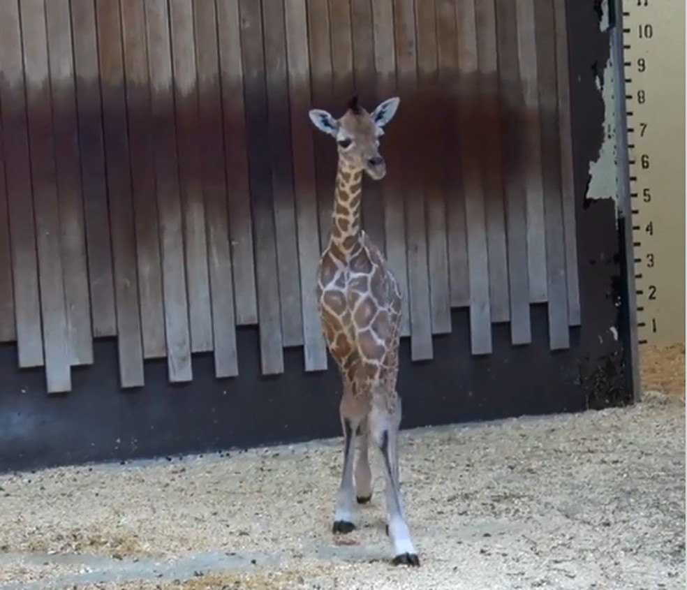 J Animais Girafa Nascimento De Bebê Girafa Vida Selvagem E Emoção