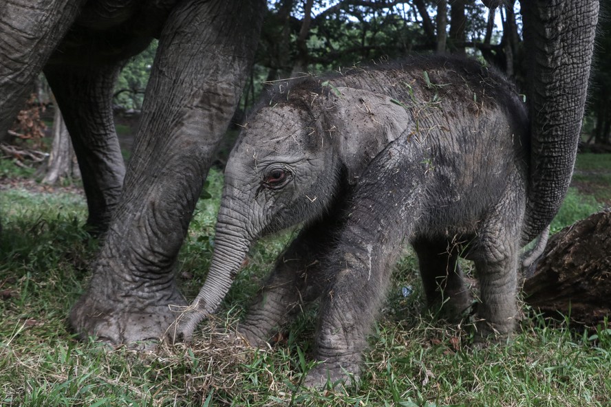 Nasce na Indonésia elefante de Sumatra, em grave risco de extinção