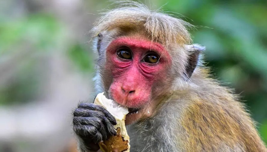 Javalis, pavões e macacos são considerados pragas para lavouras no Sri ...
