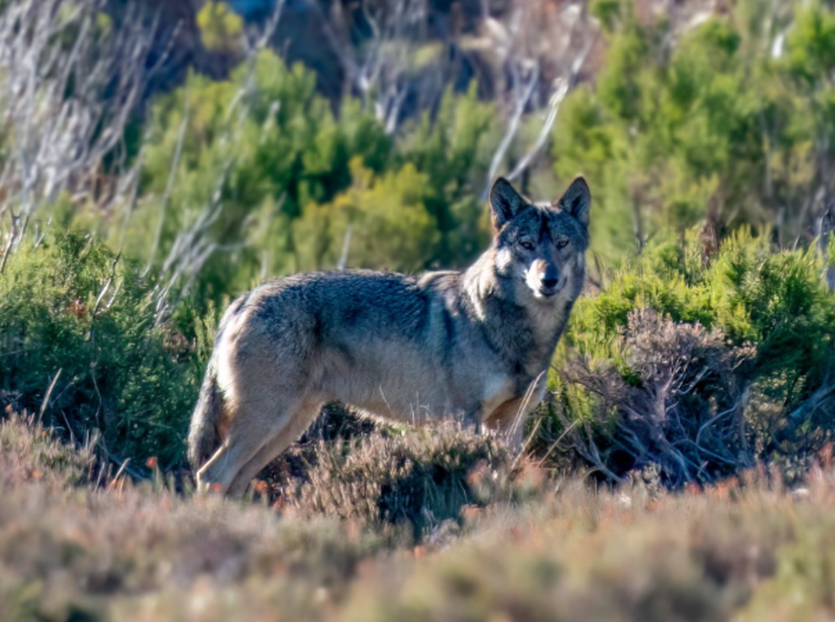 Lobo Animal Portugues Descobrindo A Minha Natureza: Virei Um Lobo