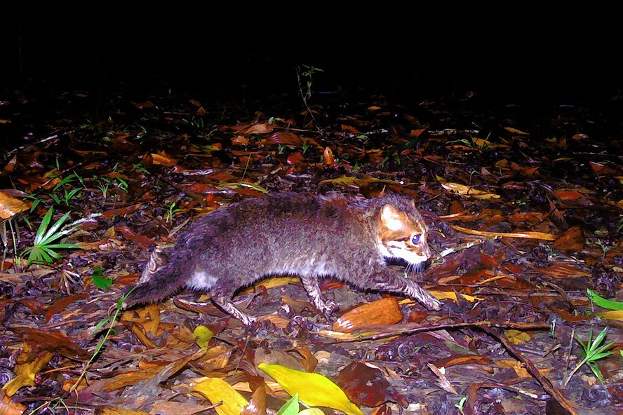 Gato selvagem considerado extinto há três décadas é avistado na ...