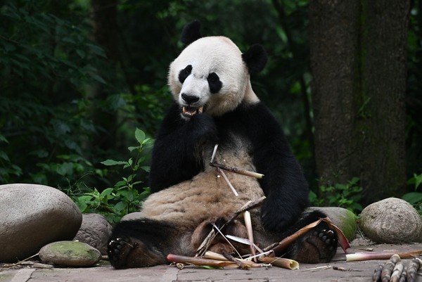 Pandas nascidos no exterior estão ajudando a China a aumentar a ...