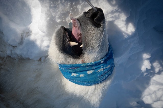 Dardos, biópsias e helicópteros: veja como especialistas atuam para ...