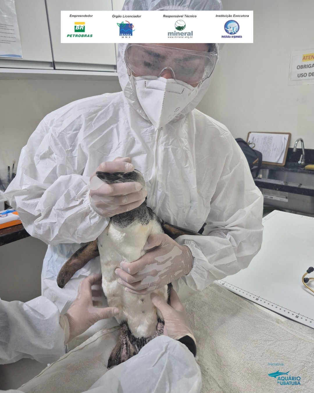 Começa a temporada dos pinguins com resgate de animal debilitado em Ubatuba