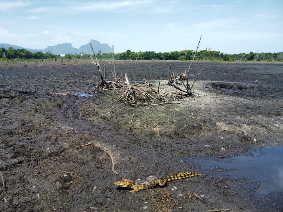 Após pedido do Inea, Iguá começa a bombear 200 mil litros de água para ...
