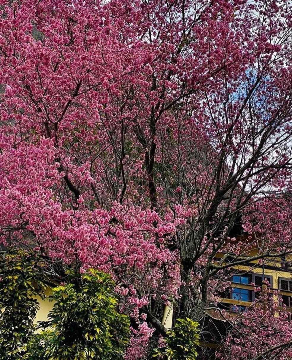 Cerejeiras de Petrópolis secam antes do previsto e flores de plástico ...