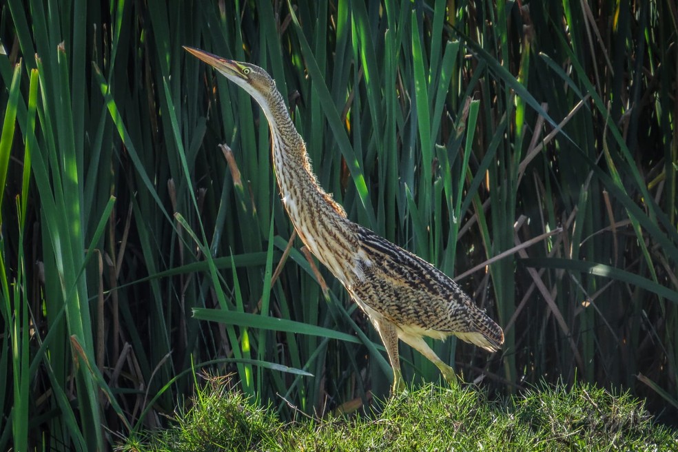Programa do Inea já registrou mais de 500 espécies de aves silvestres ...