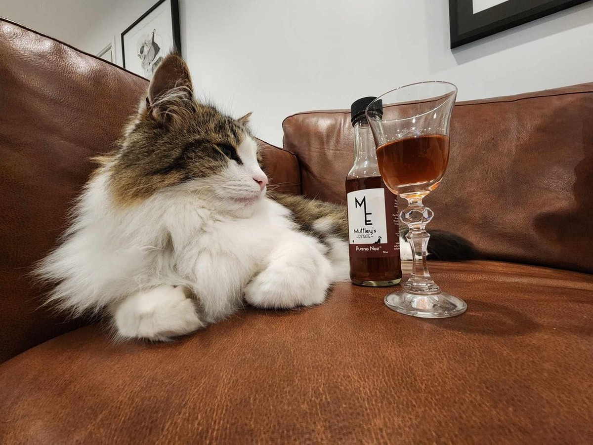 Bebida para pets: empresa vende vinho sem álcool para cães e gatos