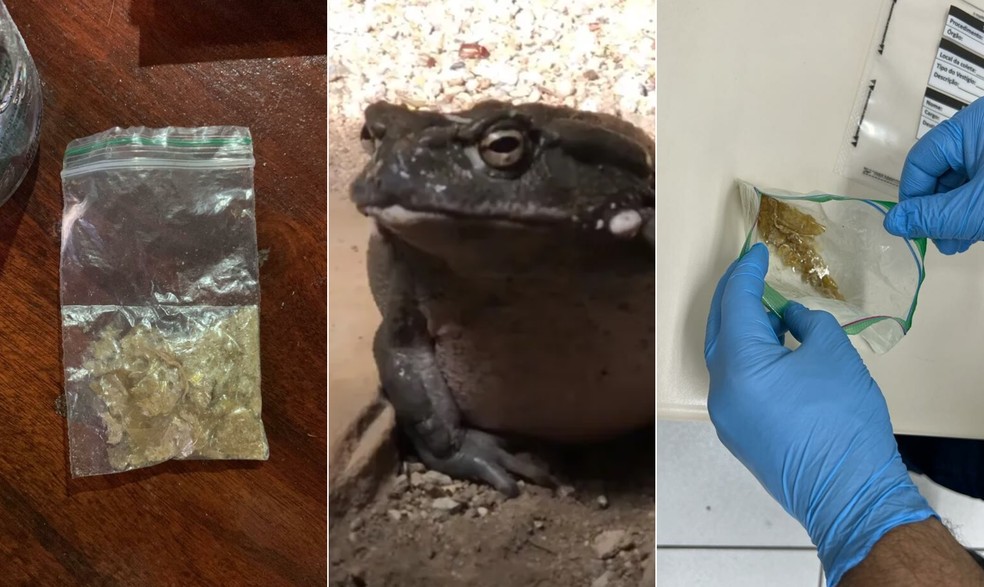 Droga extraída de sapo, proibida no Brasil, é usada por nomes como Mike ...