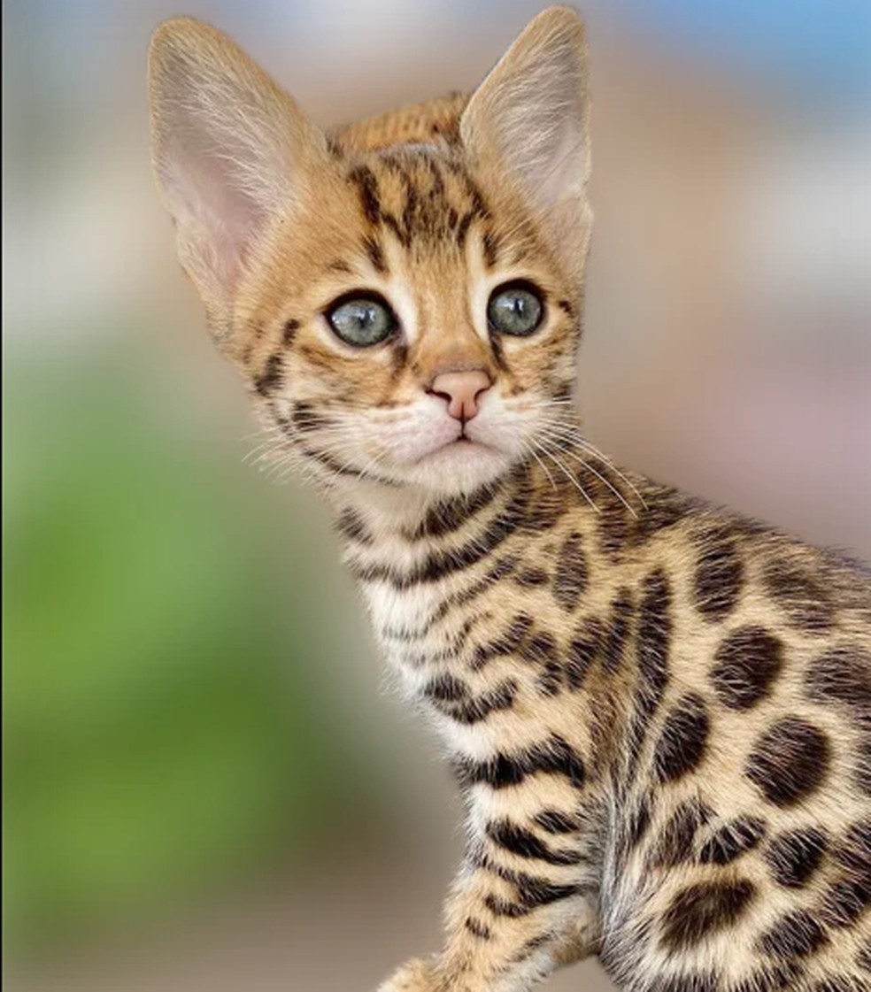 Raça da gata solta na mata após engano de bombeiros em MG custa até R ...