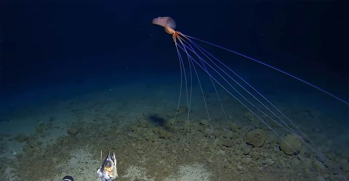 Lula 'alienígena': animal é registrado pela primeira vez no segundo ...