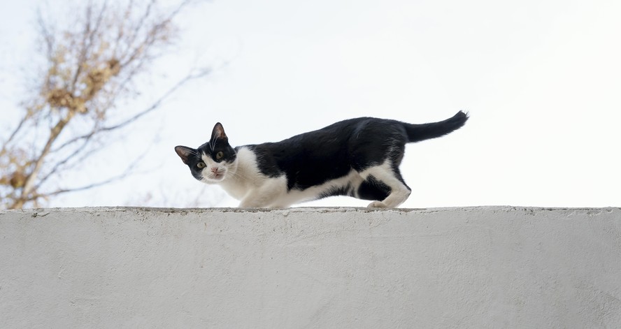 O que significa quando um gato abana o rabo? Especialistas respondem