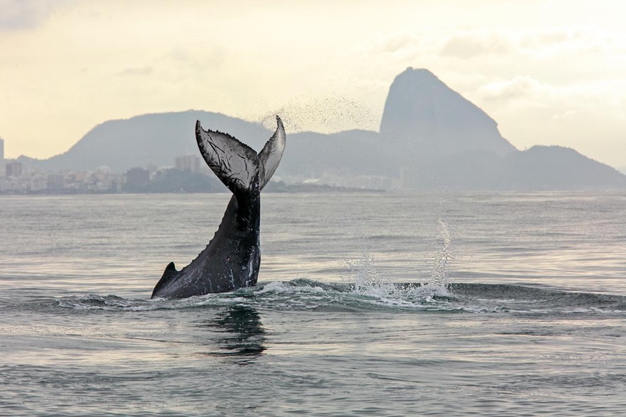 Temporada de baleias-jubarte no Rio tem passeios turísticos, monitoramento e avistamentos