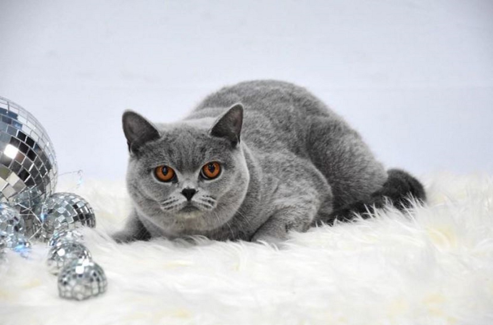 Gato laranja: mistério genético que explica cor é desvendado após 60 anos