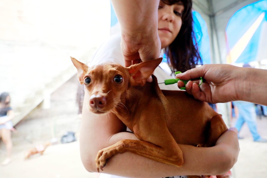 Cidade do Rio já tem 110 mil pets microchipados na rede pública