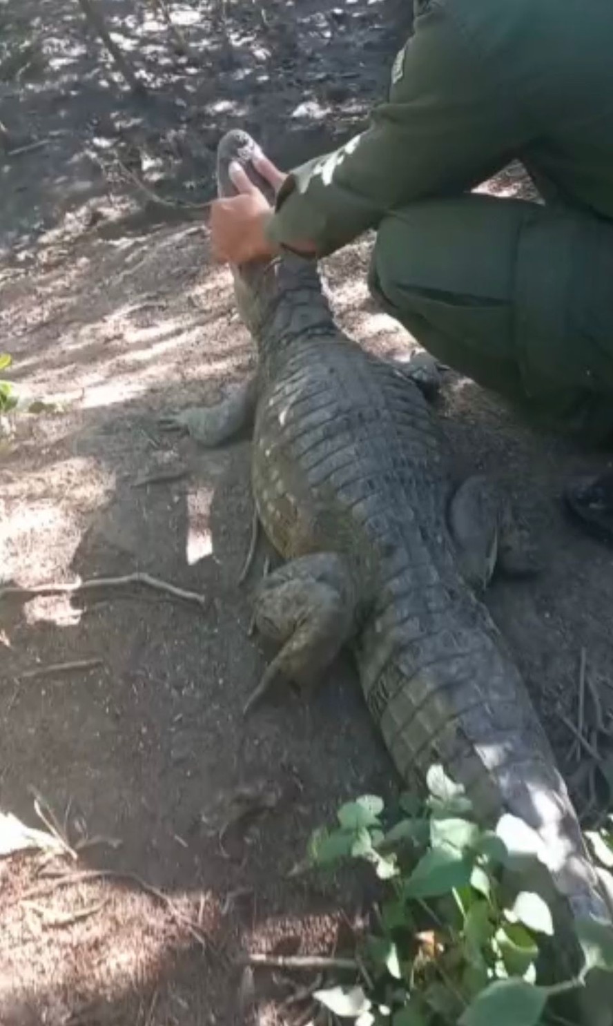 Jacaré influencer: veja o vídeo do dia que o bicho ganhou as redes sociais