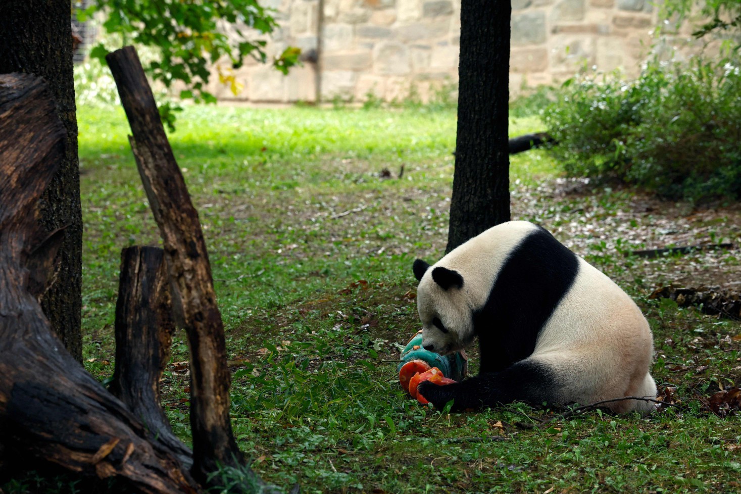 Pandas gigantes são devolvidos à China após 23 anos em zoológico nos EUA