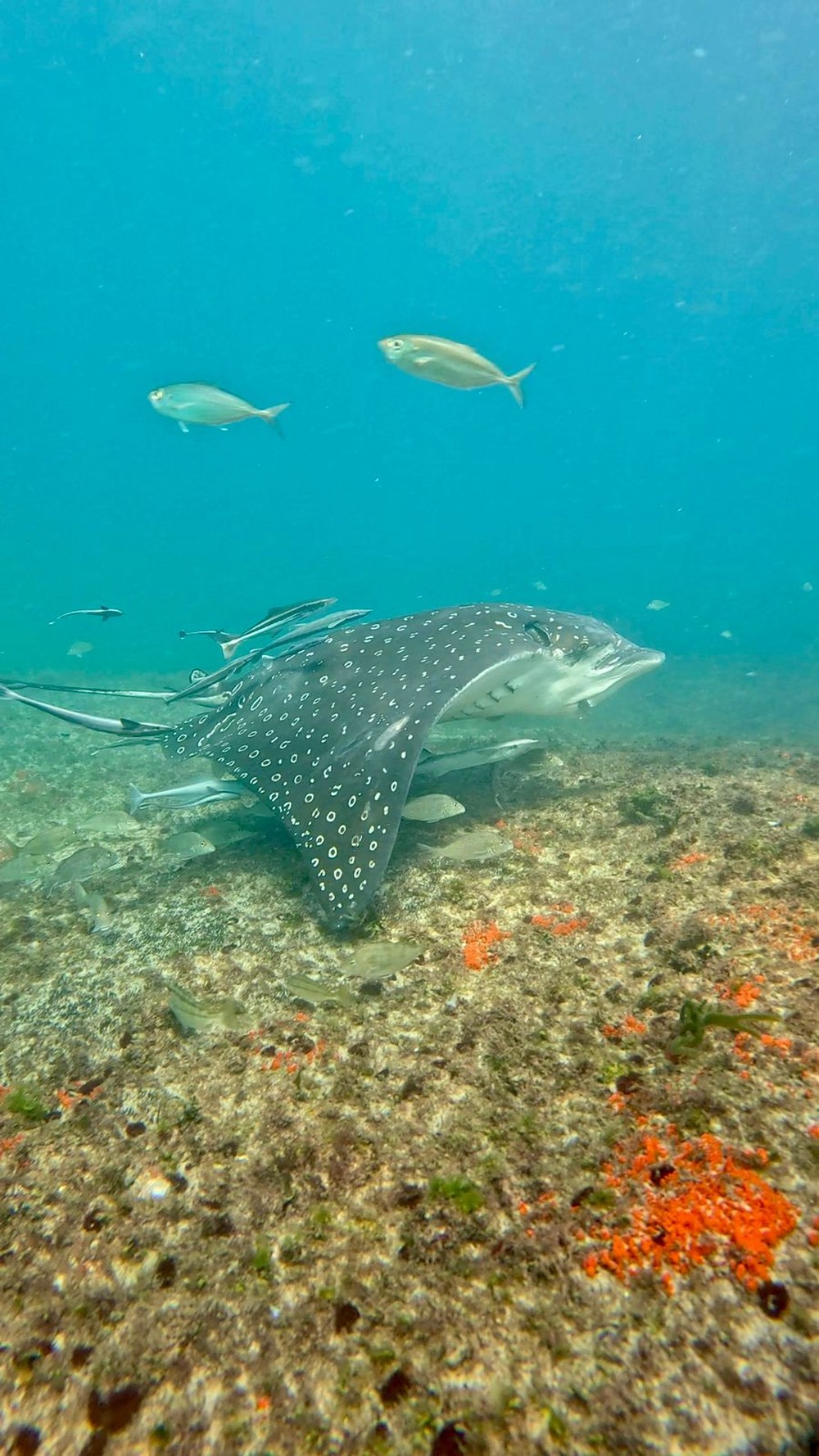 Fotógrafo avista raia gigante cercada por peixes no Arpoador; vídeo