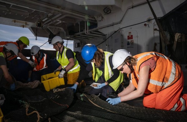 'Porco-do-Mar': nova espécie é descoberta por pesquisadores na Nova ...