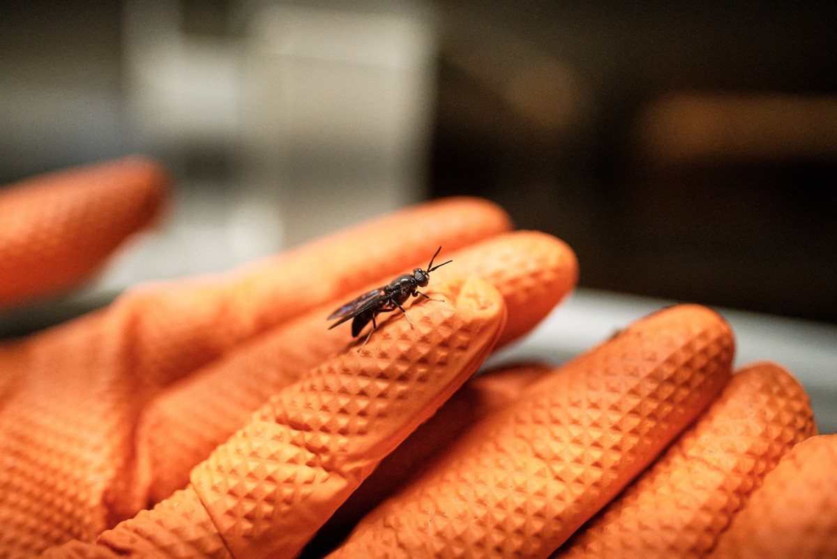 Da mesa das pessoas ao pote dos pets, a virada da comida à base de insetos