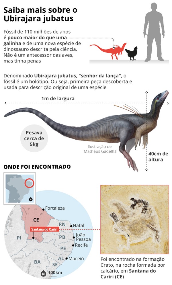 Dinossauro Ubirajara, que retornou da Alemanha, ajuda a revelar ...