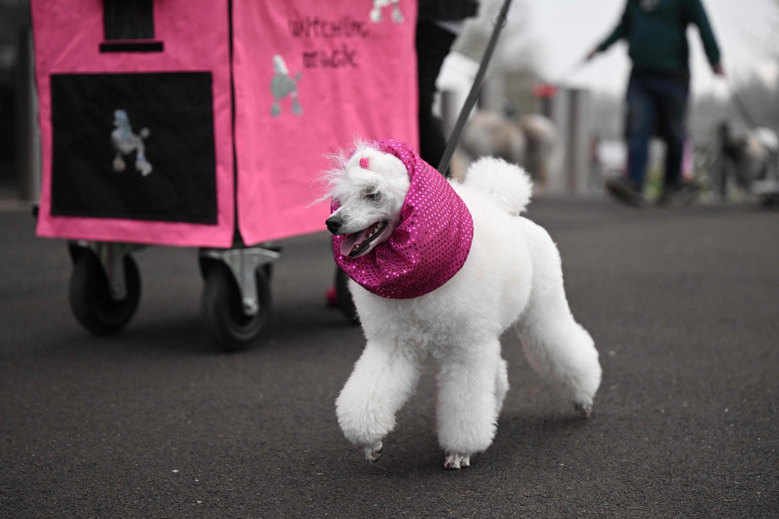 Crufts: conheça a competição canina mais prestigiada do mundo