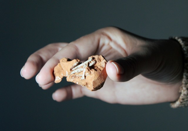 Pesquisadores identificam fóssil de réptil de 225 milhões de anos ...