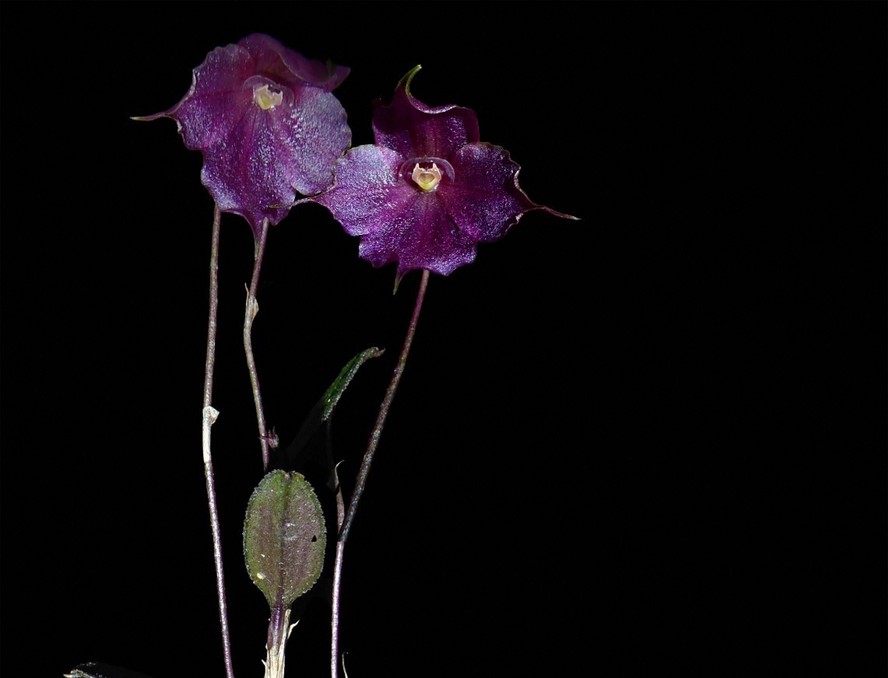 Nova espécie de orquídea é descoberta na Amazônia