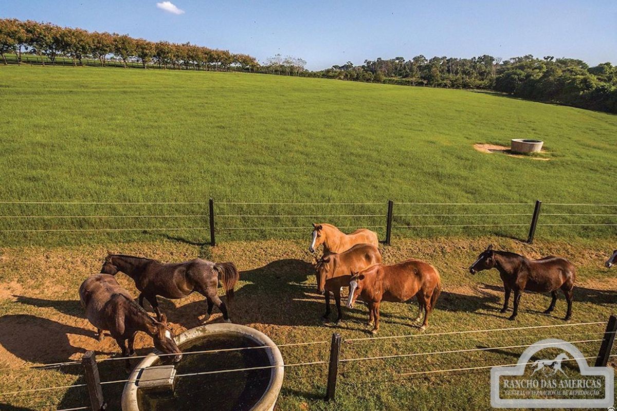 Rancho de Sorocaba: conheça haras do sertanejo que abriga cavalos da ...