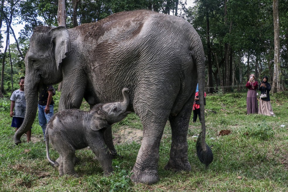 Nasce na Indonésia elefante de Sumatra, em grave risco de extinção