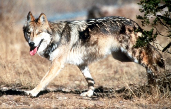 A loba doce