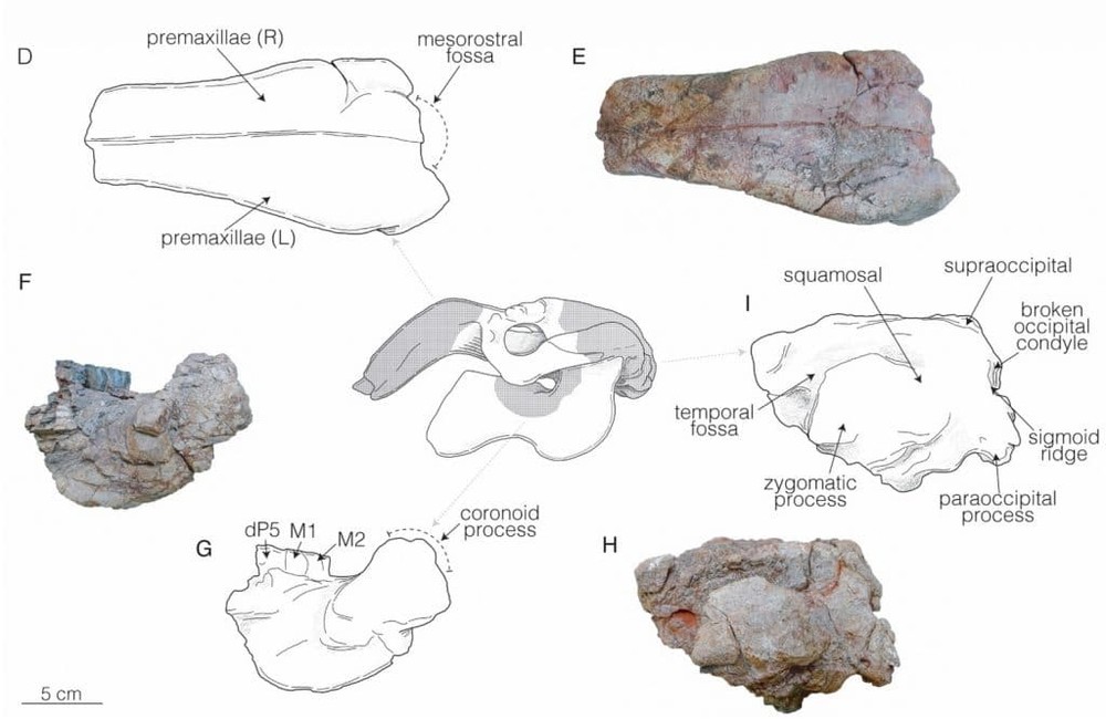 Vaca-marinha: espécie que viveu há 20 milhões de anos foi caçada por ...