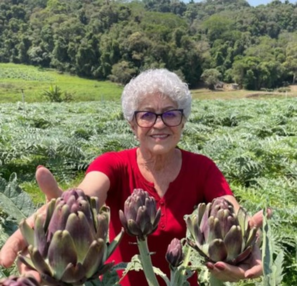 Agência paulista estimula o cultivo de alcachofra e técnicos pesquisam ...