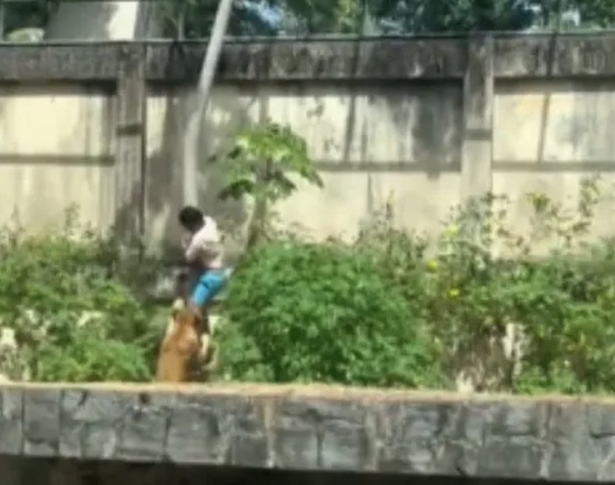 Leoa que matou homem em zoológico de João Pessoa (PB) não será ...