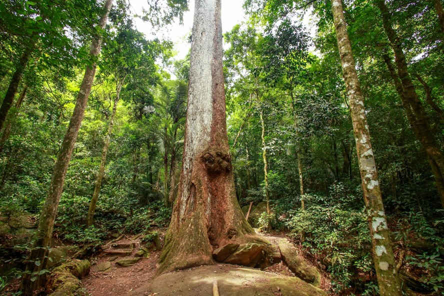 Jequitibá de 'Renascer' alavanca turismo no Parque dos Três Picos
