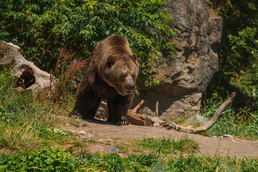 Japão confirma primeira morte por ataque de urso em 2026 e investiga ...