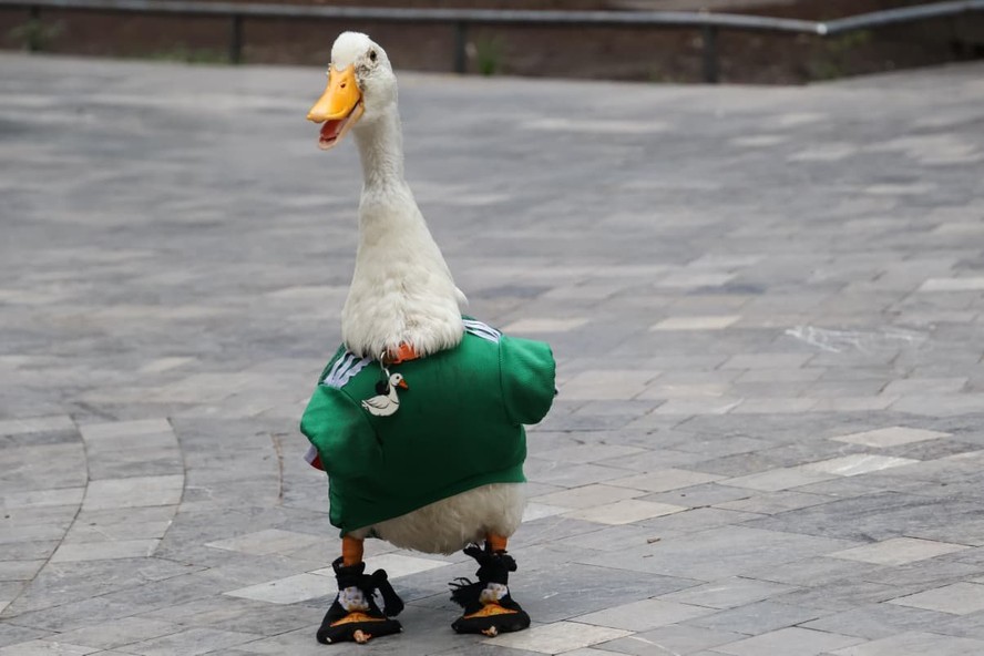 O pato do México: Conheça ave que vestiu camisa da seleção anfitriã e ...