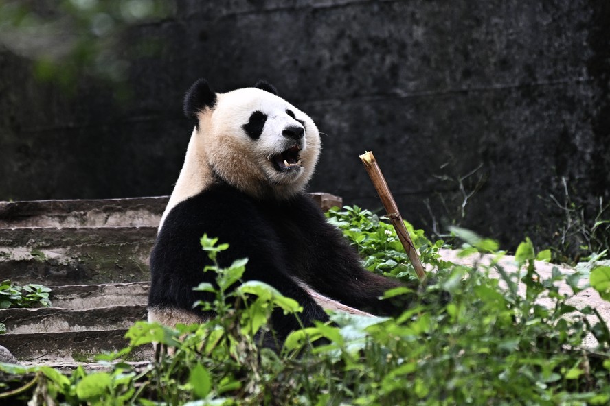 Pandas nascidos no exterior estão ajudando a China a aumentar a ...
