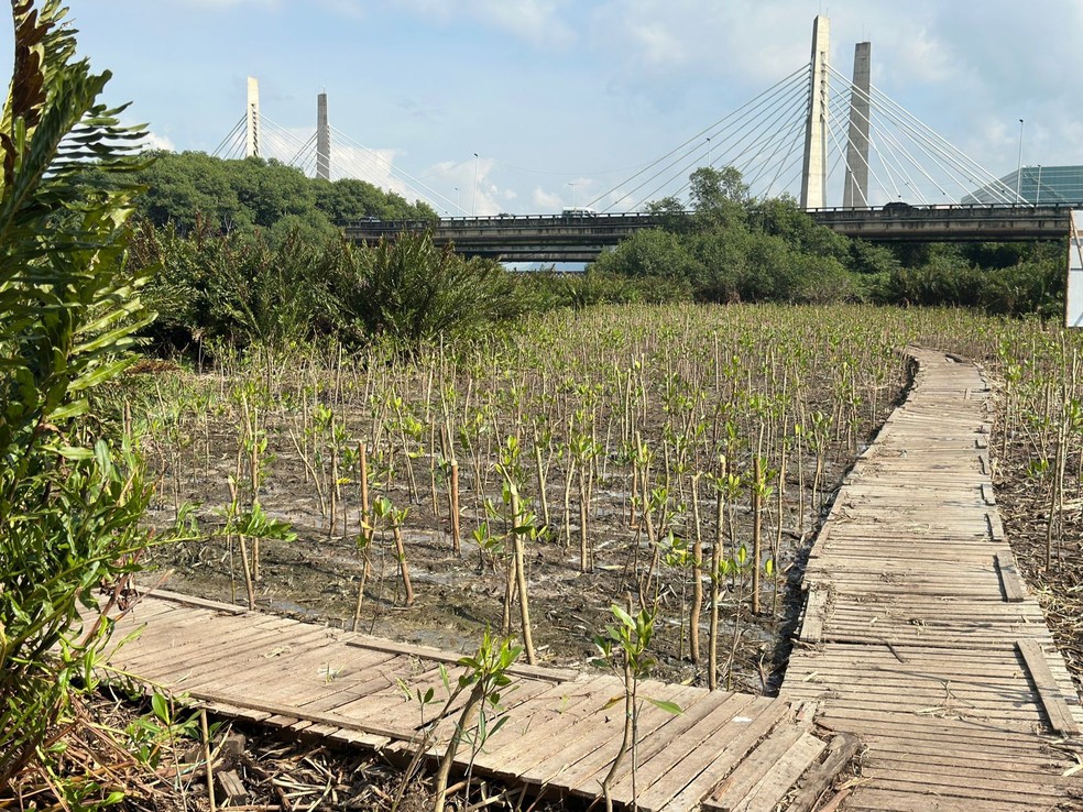 Recuperação ambiental: área de manguezal na Lagoa do Camorim é ...