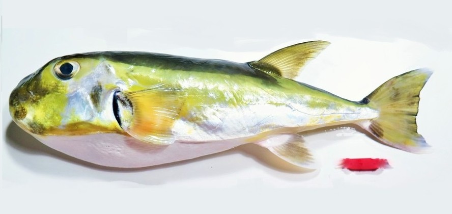 É perigoso comer baiacu? Os riscos de ingerir o peixe e os cuidados ...