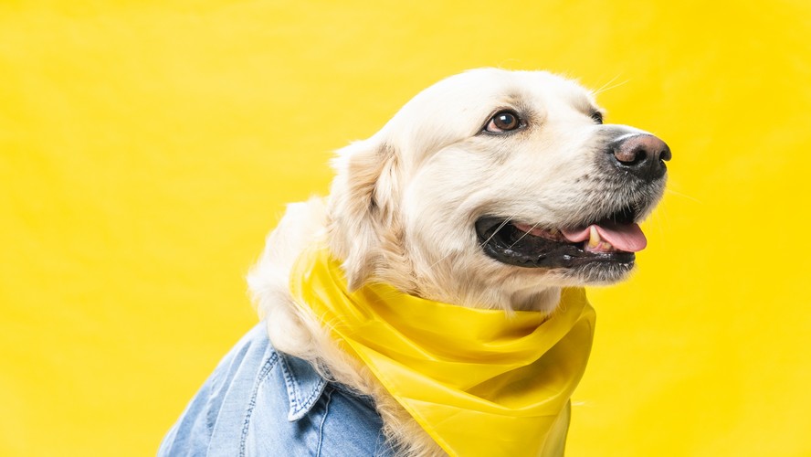 8 roupas de pet para proteger o bichinho de estimação com estilo