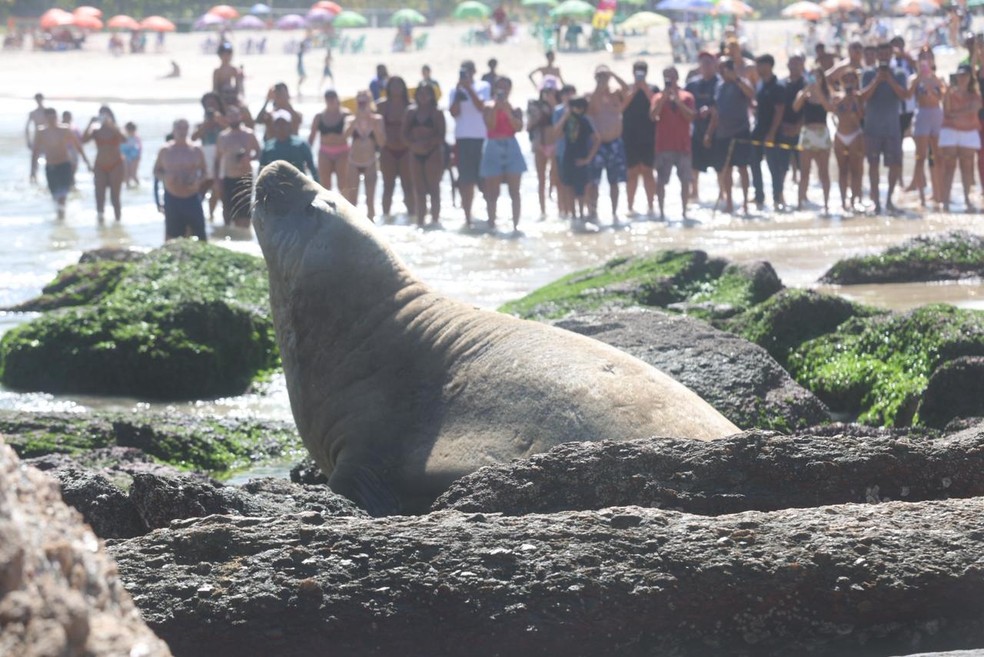 Elefante-marinho que parou no Canal de São Francisco, em Niterói, para descansar é devolvido ao mar