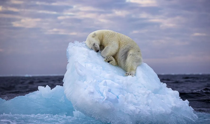 Foto de urso polar adormecido em iceberg ganha prêmio de melhor do ano ...