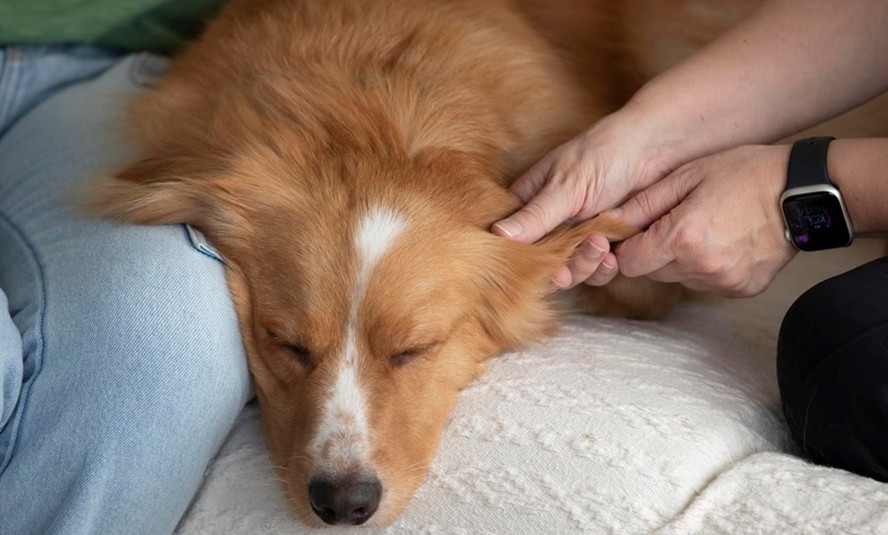 De quiropraxia a CrossPit, bem-estar para pets vive febre de novos negócios
