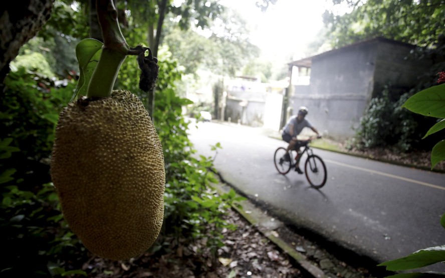 Após jaca atingir ciclista na Floresta da Tijuca, proliferação de ...