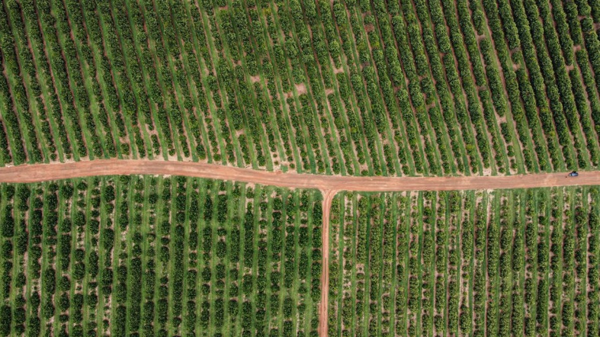Tarifaço de Trump: principal entidade do agro diz que economia ...