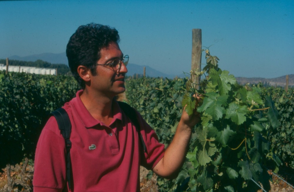 Carménère: conheça a uva redescoberta que se tornou uma das mais ...